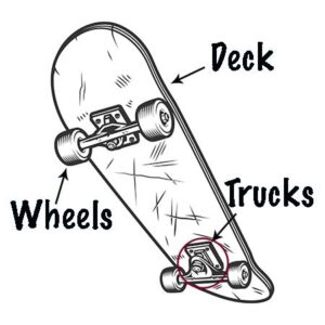 Skateboard Anatomy: How To Build A Board - Active Weekender