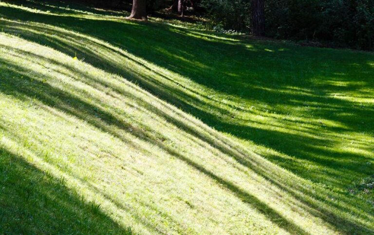 Does Zoysia Grow In Shade